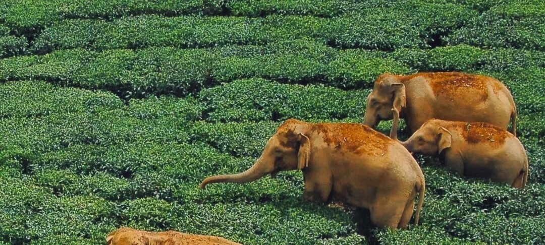 Valparai - Hidden Gem of South India | Tamil Nadu Tourism | 2023 ...