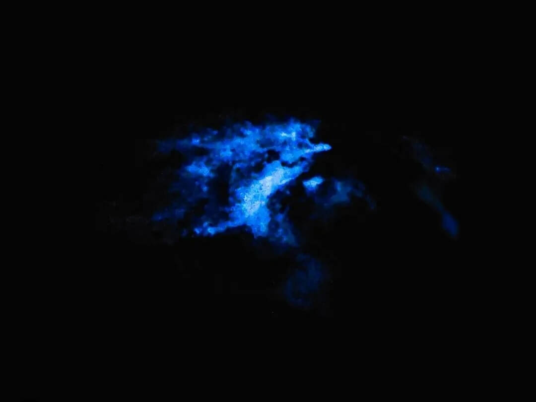 Experience the Magical Bioluminescence of Kumbalangi and Beyond ...