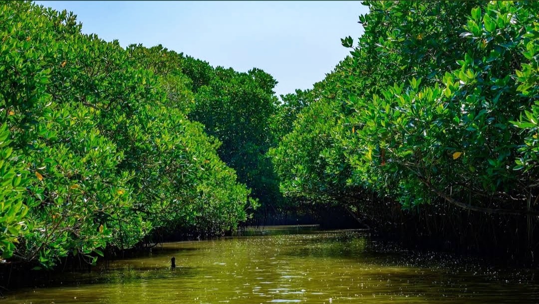 Exploring the 7 Most Beautiful Forests in India - Travel with Bee