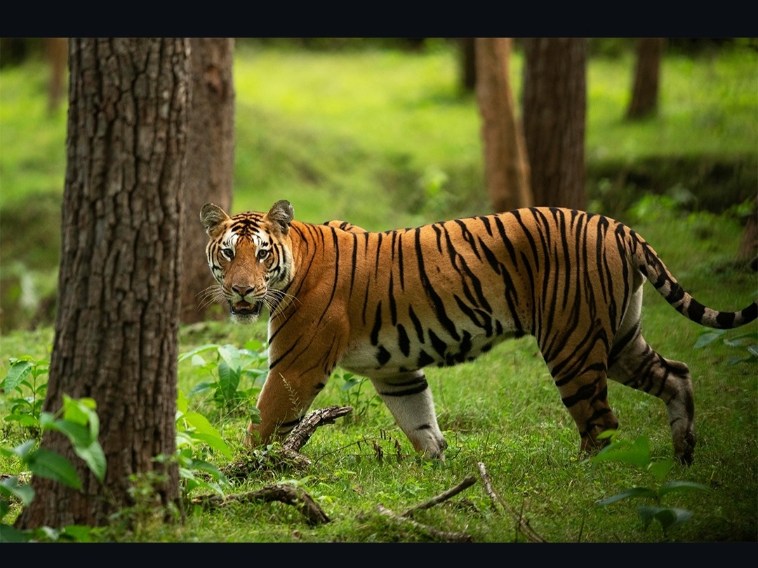 Where to See Tigers in India: Top 5 Largest Tiger Reserves - Travel with Bee